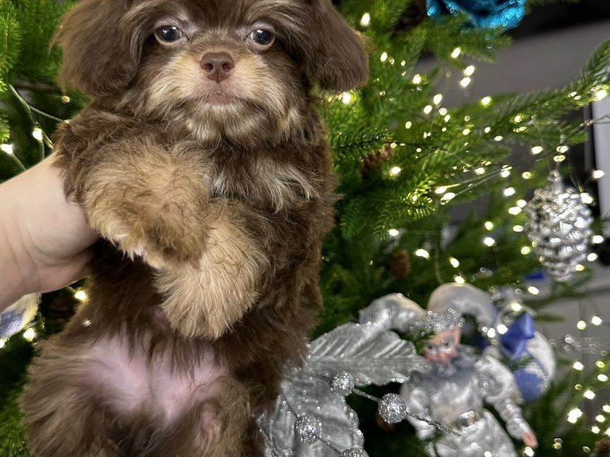 Шоколадный тедди мальтипу