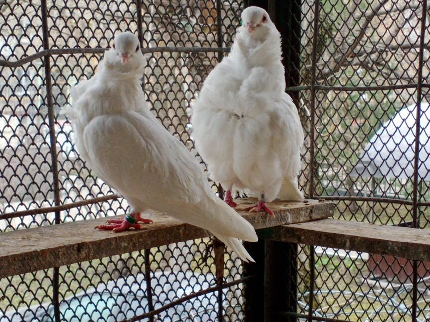 Голуби белые китайские чайки