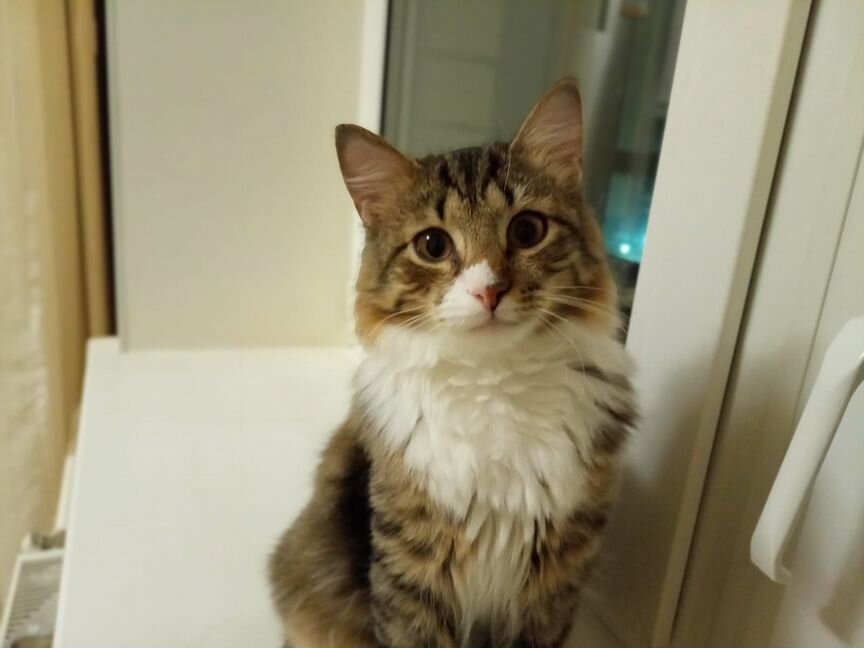 Котёнок Егорка в хорошие руки