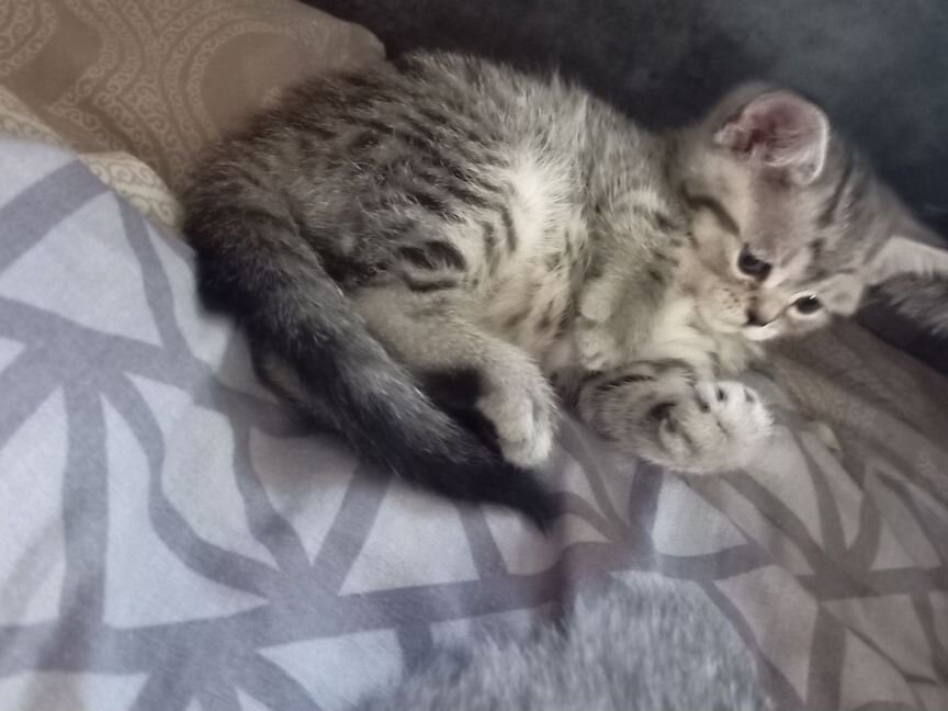 Шотландские котята