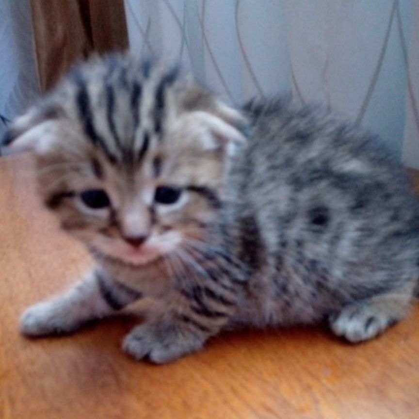 Шотландские котята