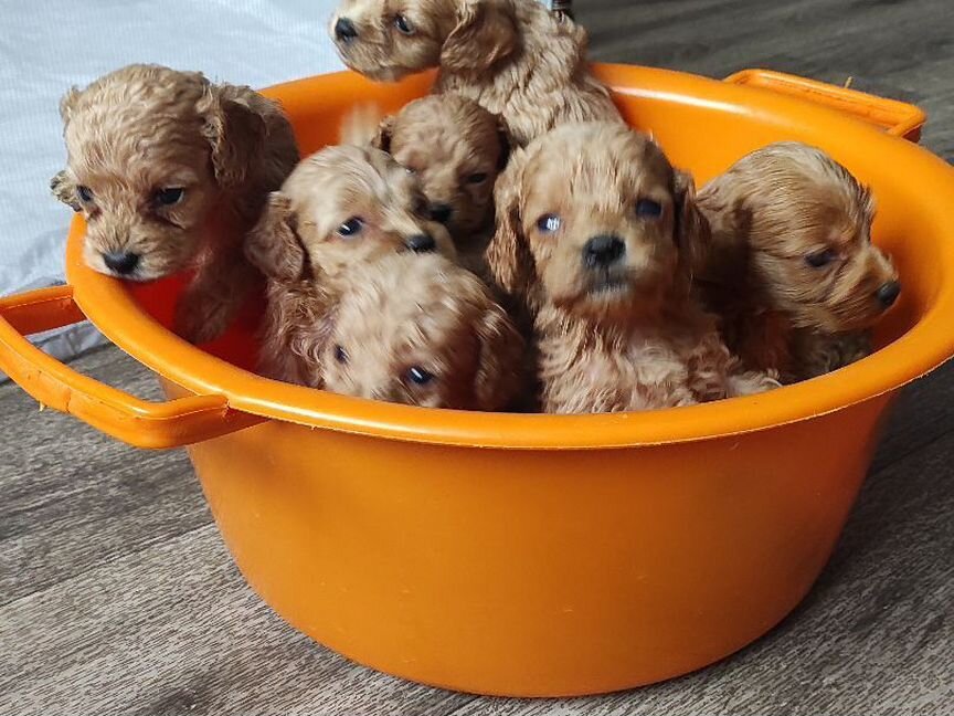 Золотые малыши