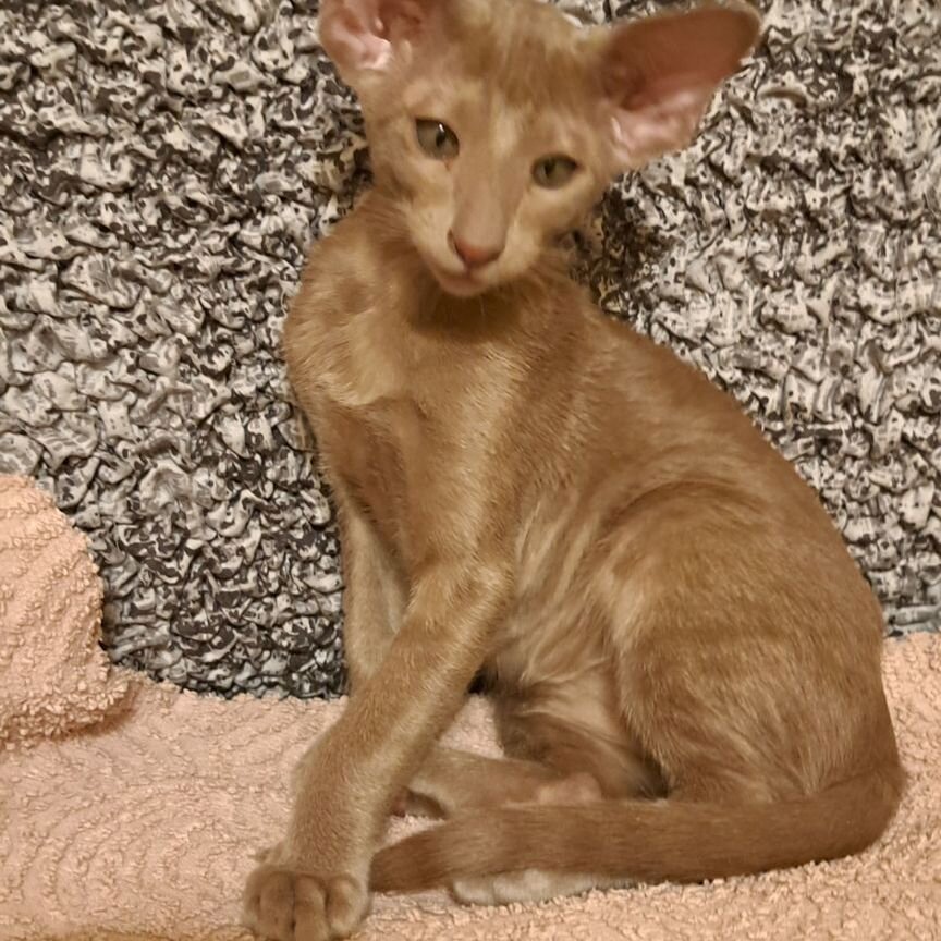 Ориентальная