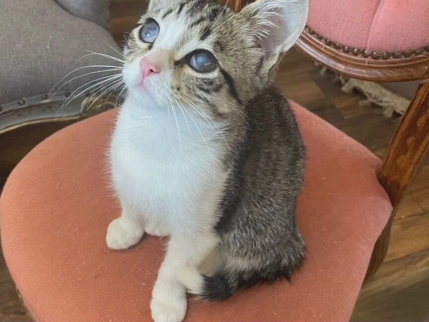 Котенку некуда идти. Нужен дом