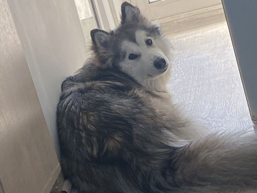 Отдам маламута в добрые руки