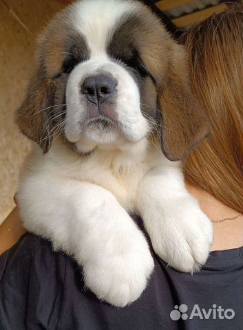 Щенки сенбернара с доставкой по РФ