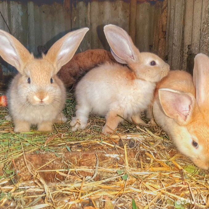 Кролики бельгийский великан