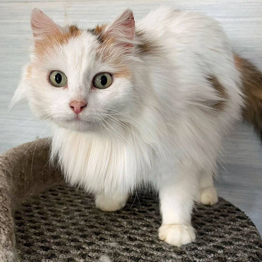 Котенок пушишка классная красотка