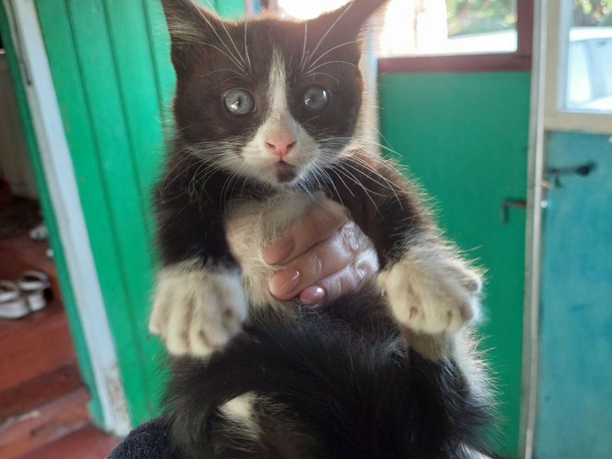 Котик 1.5 месяца