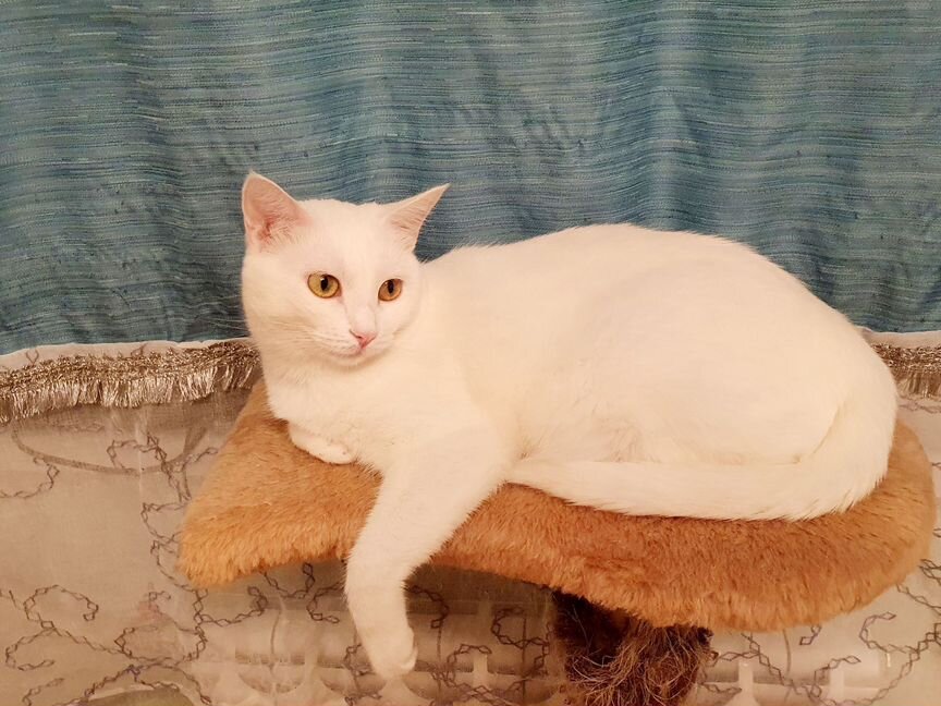 Чисто белая кошка, 1 год