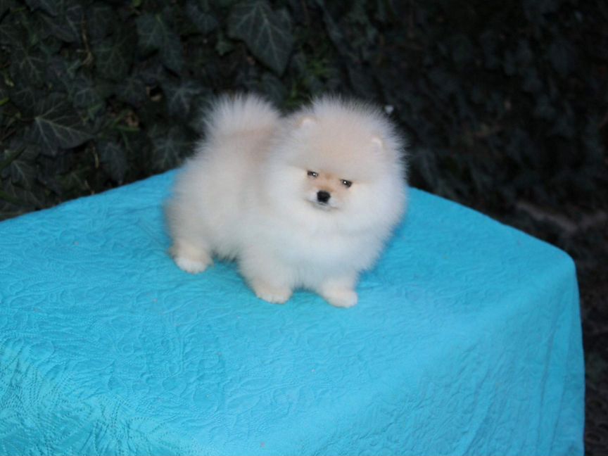 Кремовый малыш