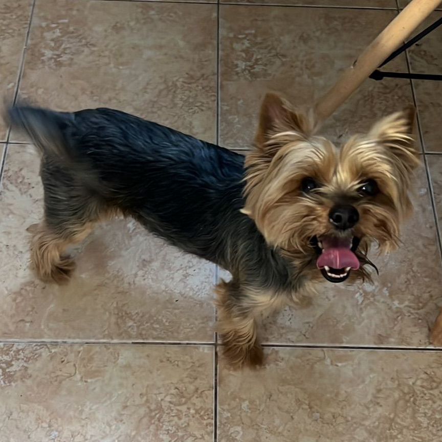 Йоркширский терьер, взрослый пёс