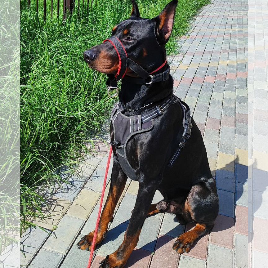 Доберман, взрослый пёс