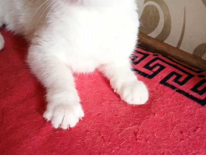 Стерилизованная кошечка Мальвина