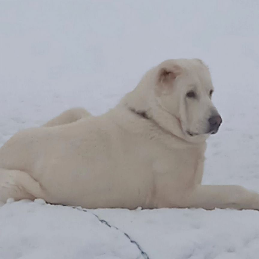 Вязка сао(сука)