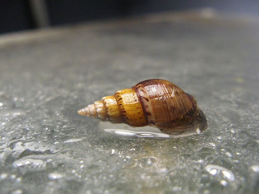 Улитки Граниферы (Мелании)