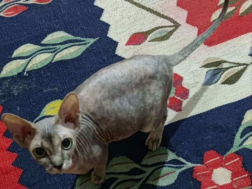 Продам кошечку породы сфинкс