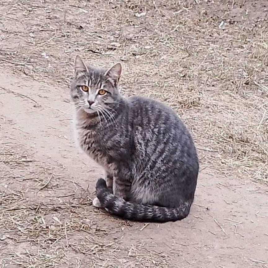 Кошки ждут дом