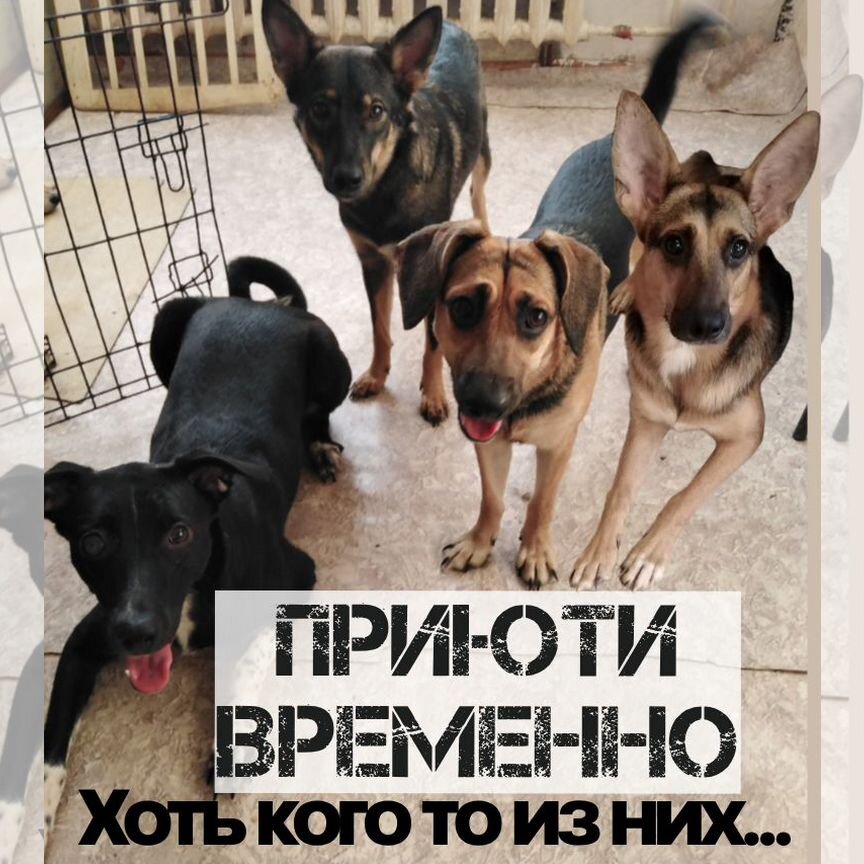 Щенок в добрые руки