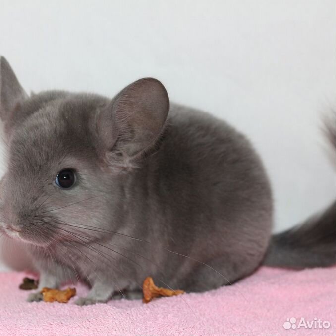 Продаются шиншиллы мальчики