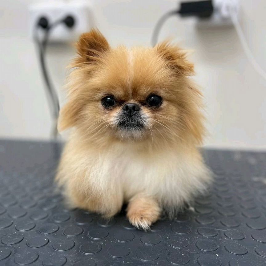 Метис шпиц чих