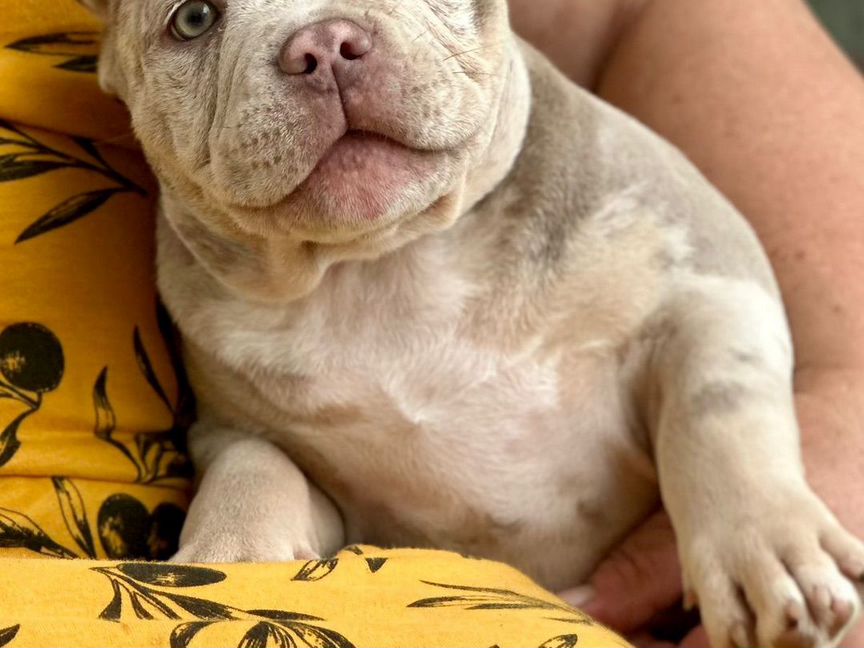 Американский булли девчонки