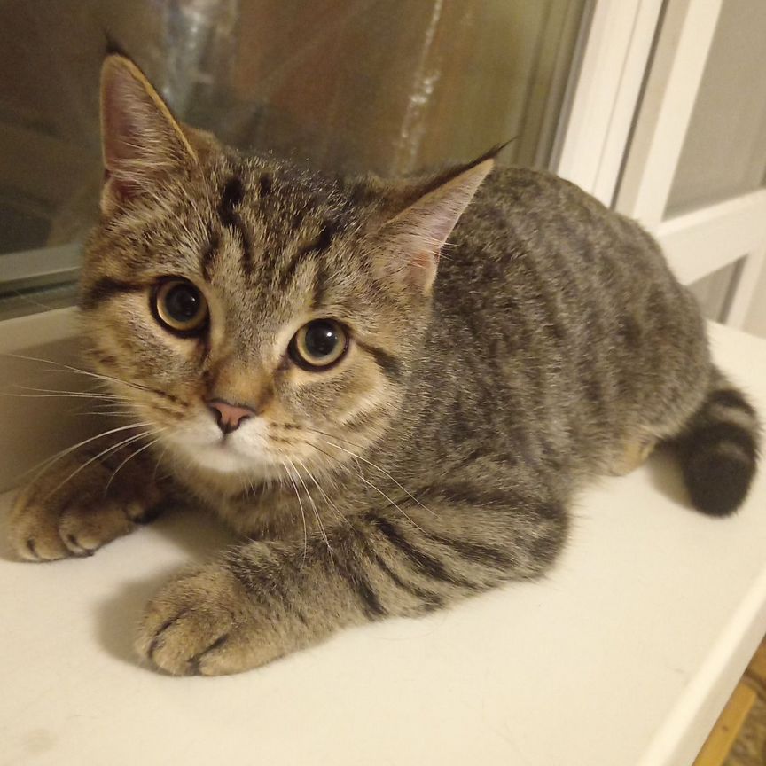 Шотландец в добрые руки