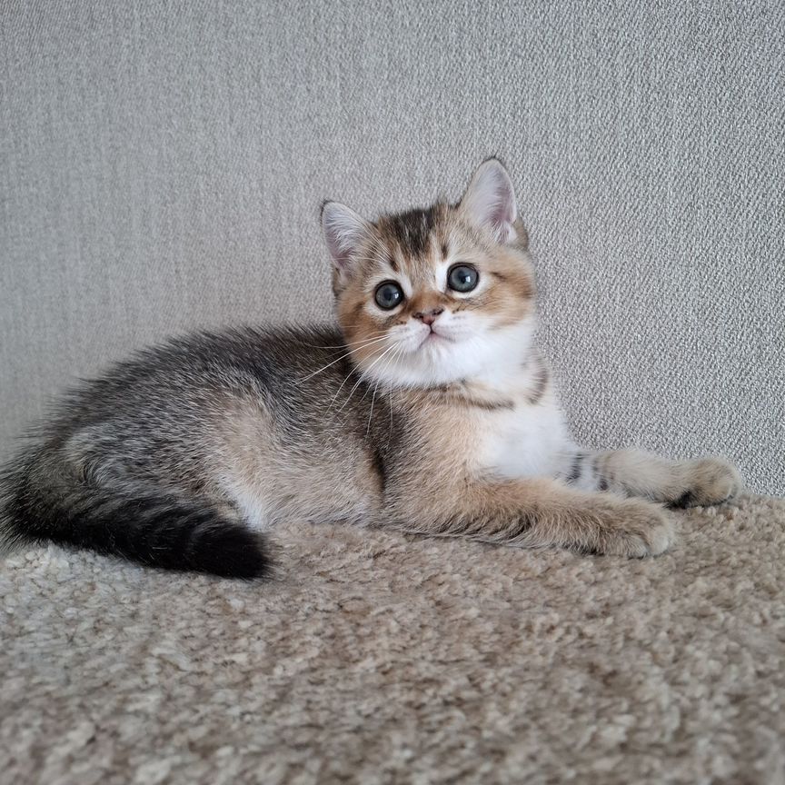 Шотландские детки