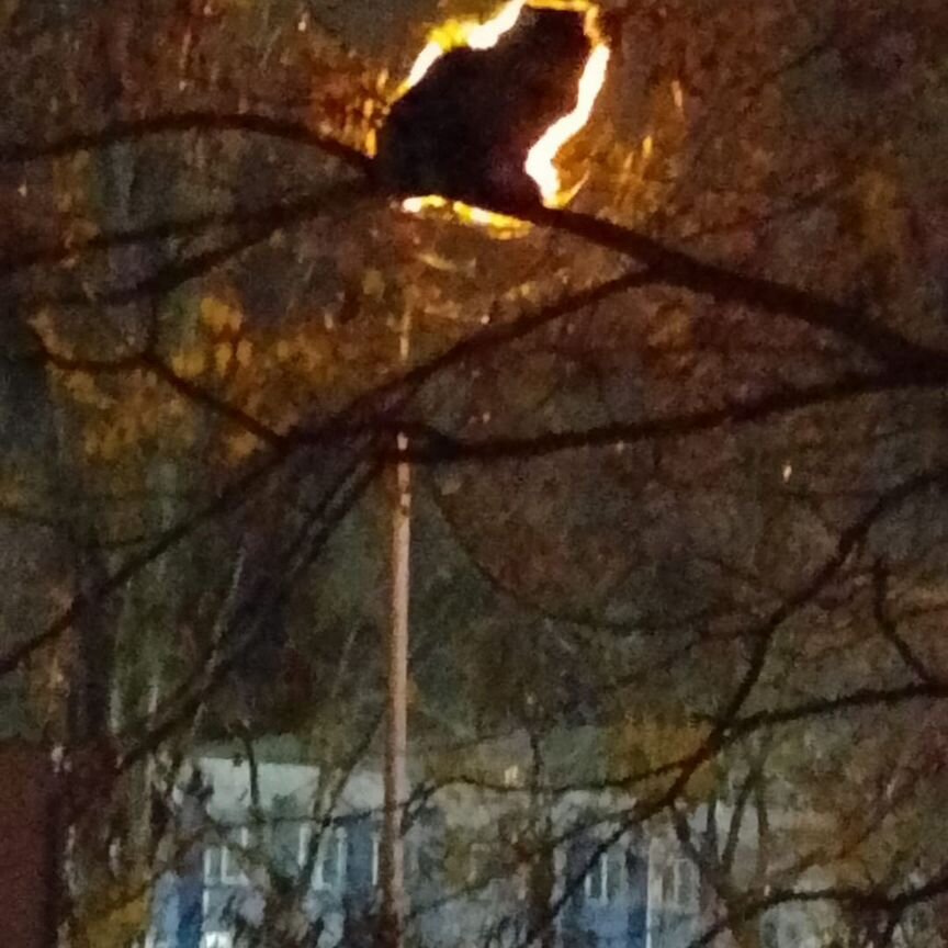 Китти очень нужен дом