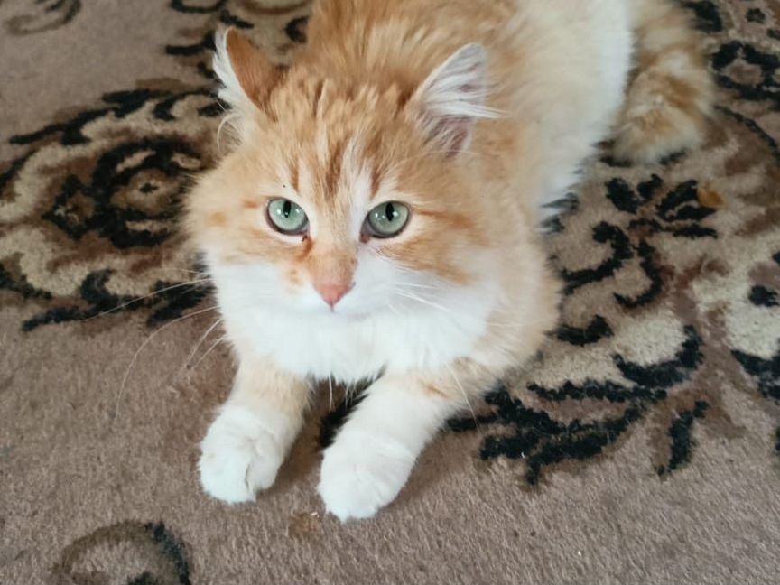 Котик в добрые руки