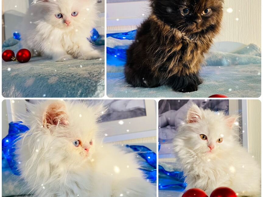 Маленькие котята пушистые