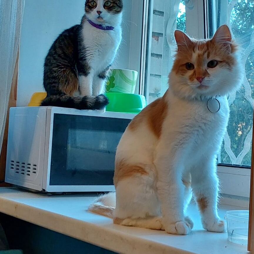 Кошка