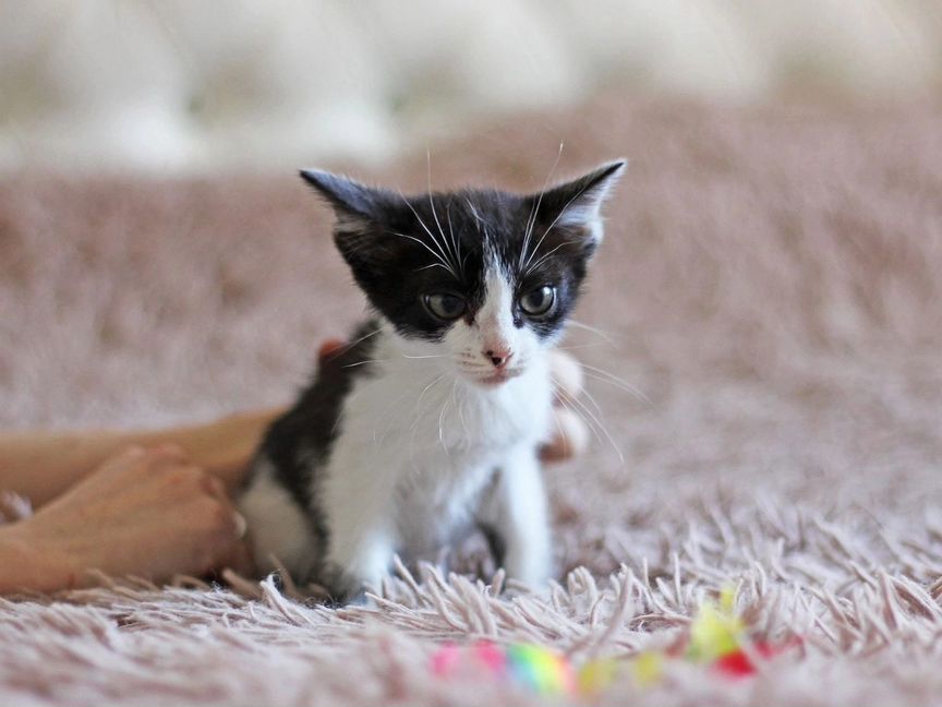 Котёнок Милка ищет дом