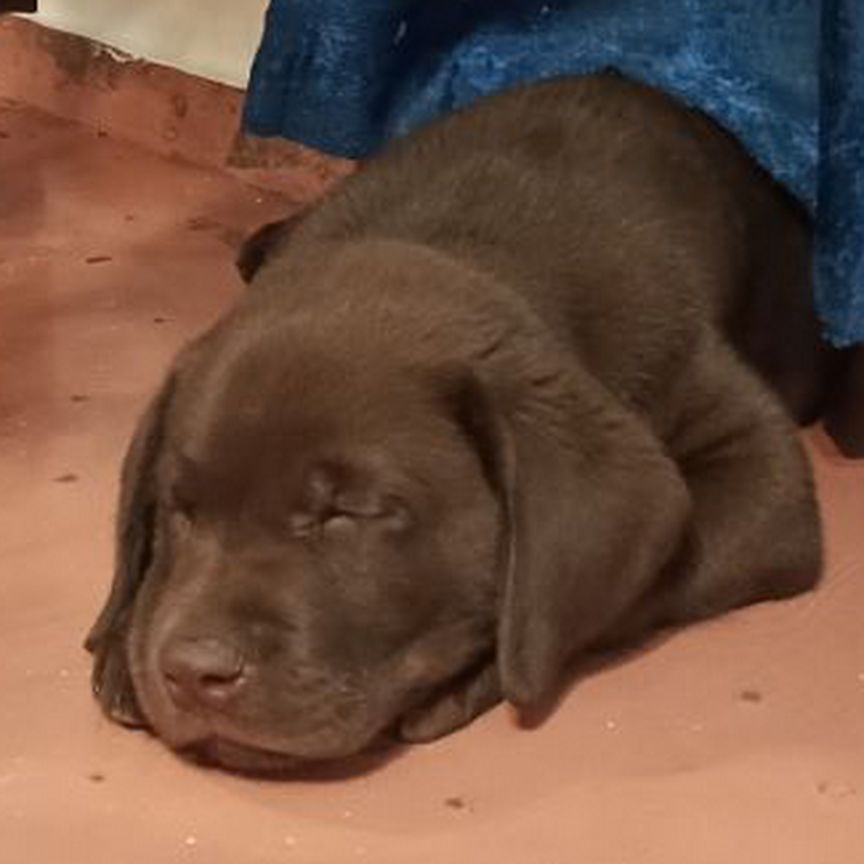 Лабрадор-ретривер, щенок