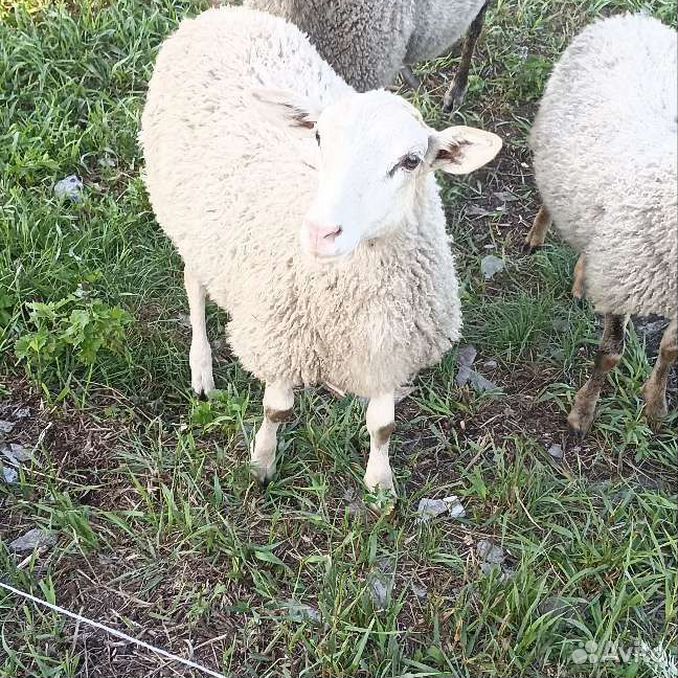 Баранчики катумской породы