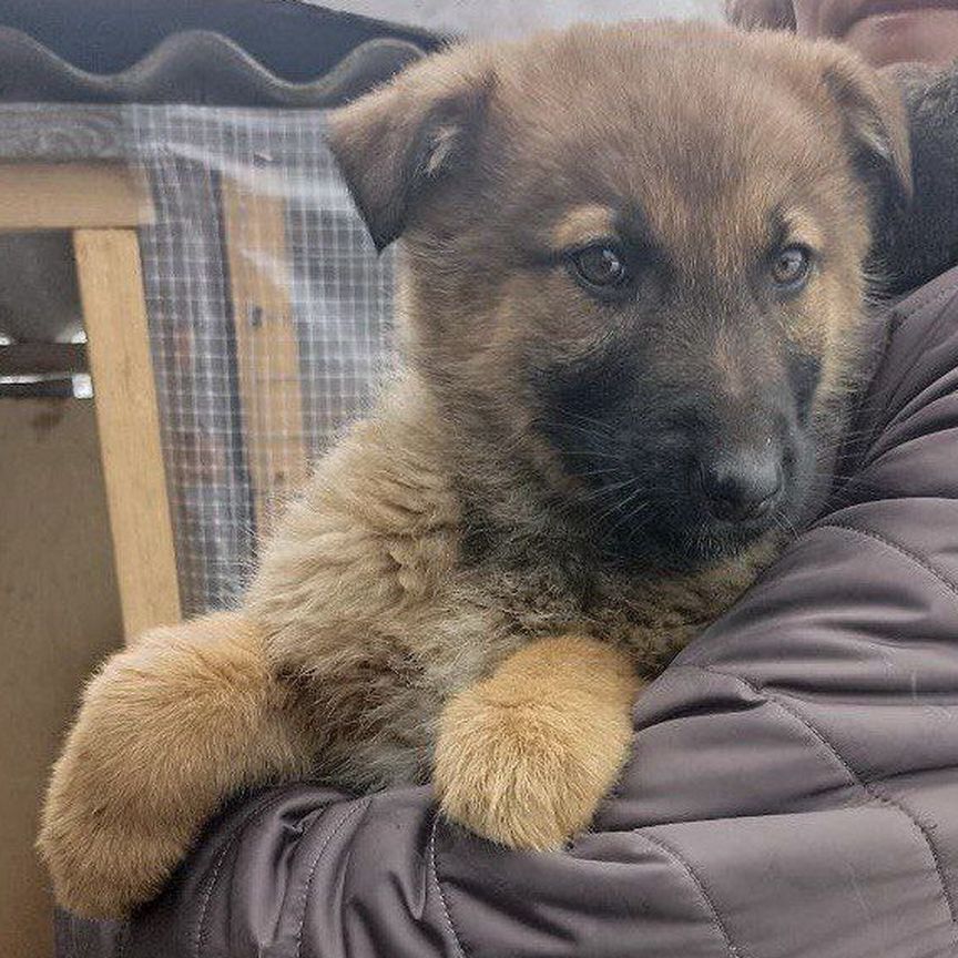 Щенок в добрые руки