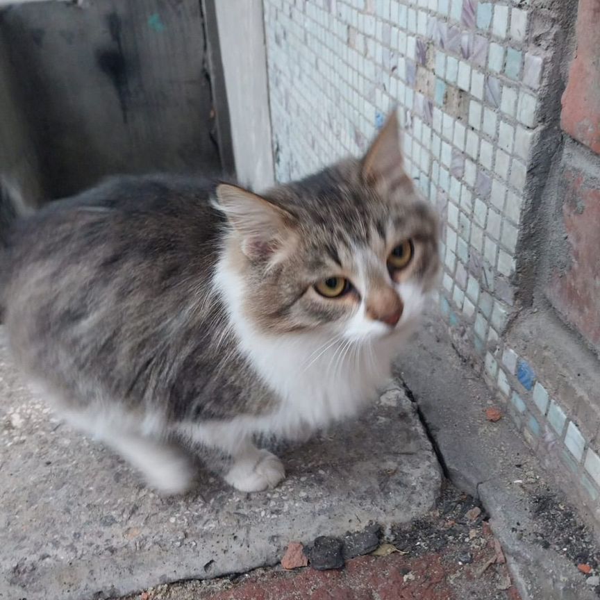 Котик в добрые руки (5 месяцев)