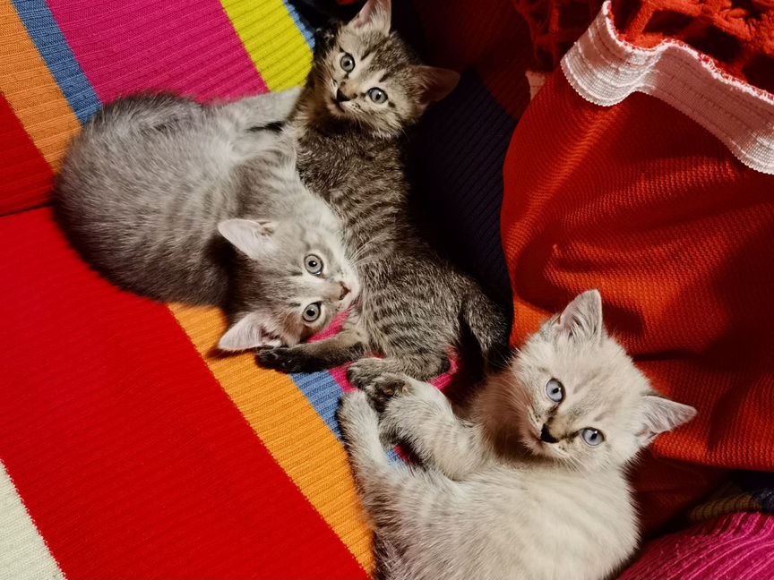 Котята в добрые руки