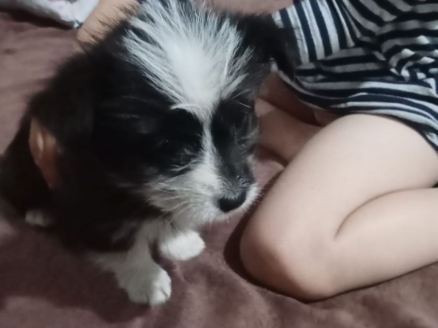 Московский дракон