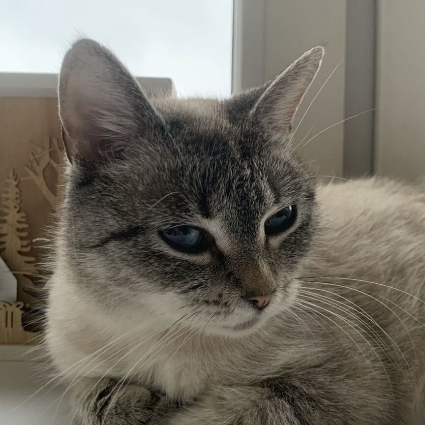 Кошечка в добрые руки