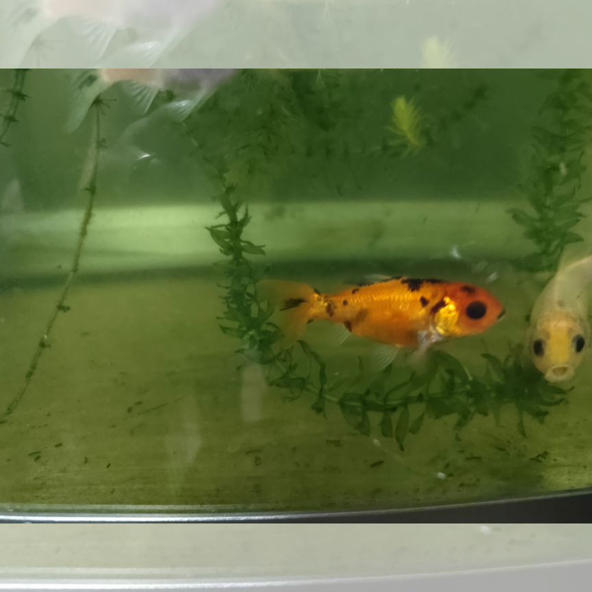 Аквариумные рыбки