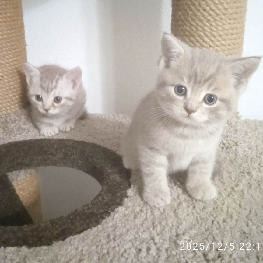 Британский короткошёрстный котёнок