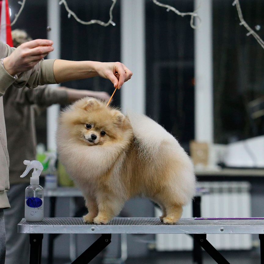 Померанский шпиц цмальчик