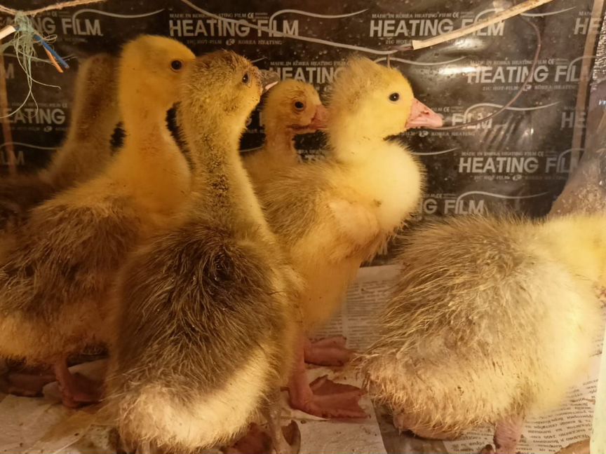 Гусята линда