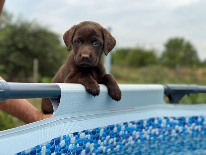 Сладкие детки