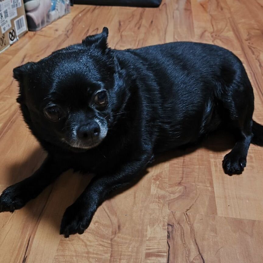 Чихуахуа, взрослая собака