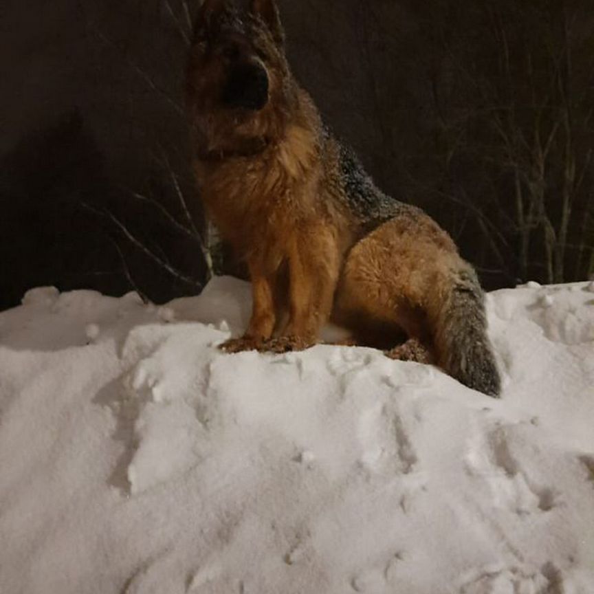 Продам щенят мама немка,папа лохматый немец