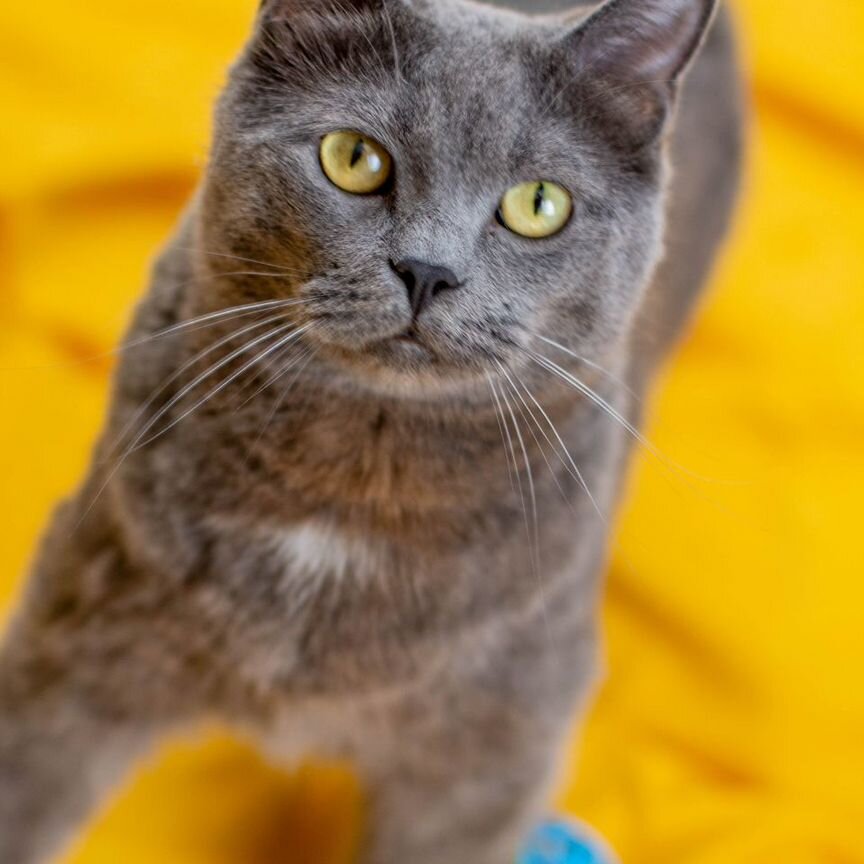 Фаня Кот