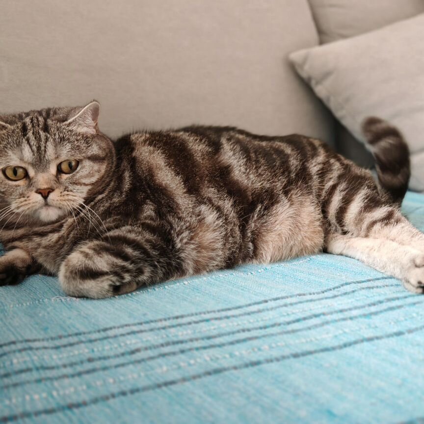 Шотладская кошка