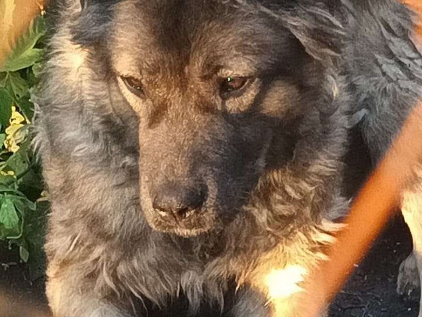 Кавказская овчарка